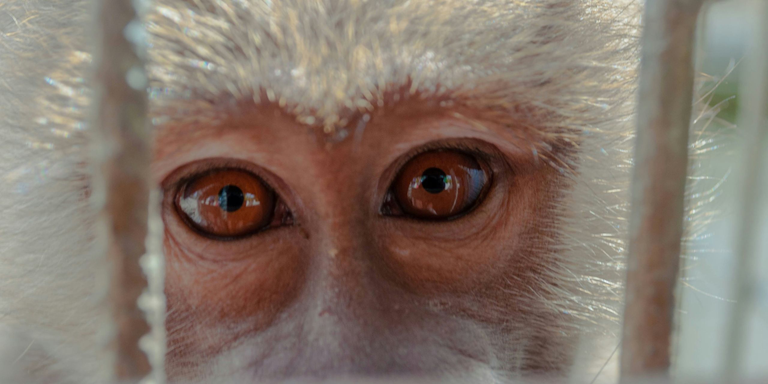 Animal or Industry Welfare? - The Flaw